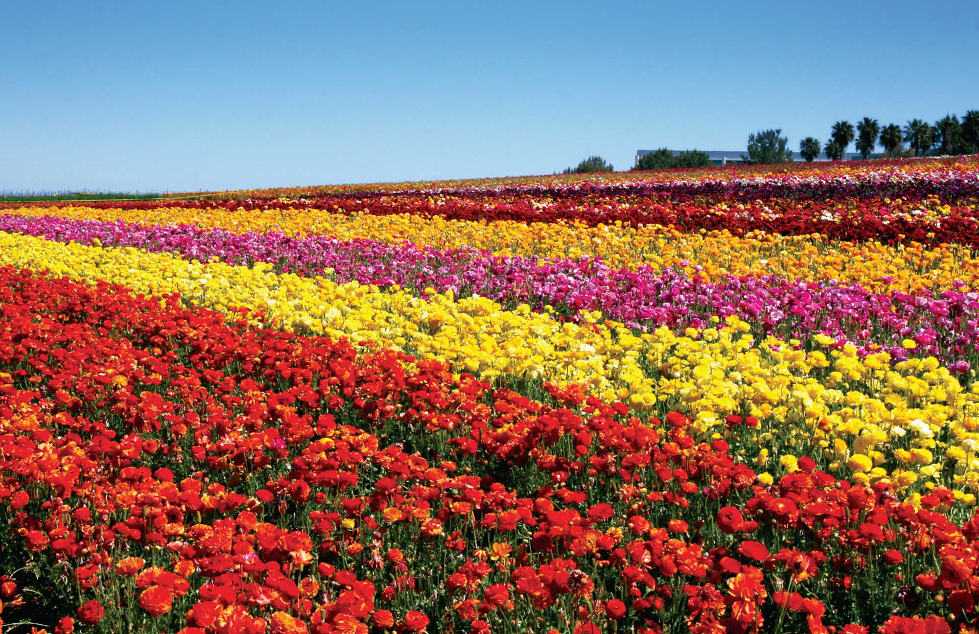 Flower fields bg ALD Arcotherm